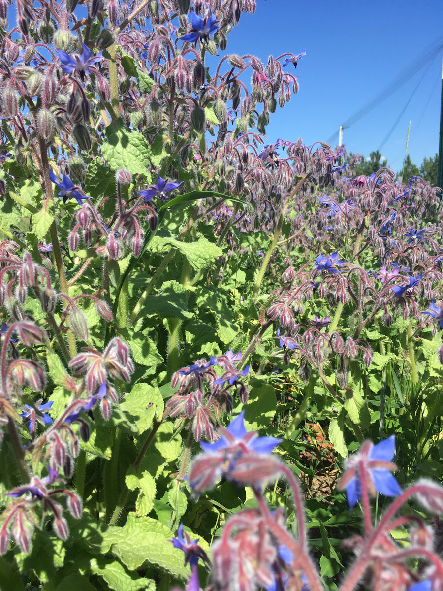 Borage flowering herb, sustainable USA grown dried Borago officinalis ...