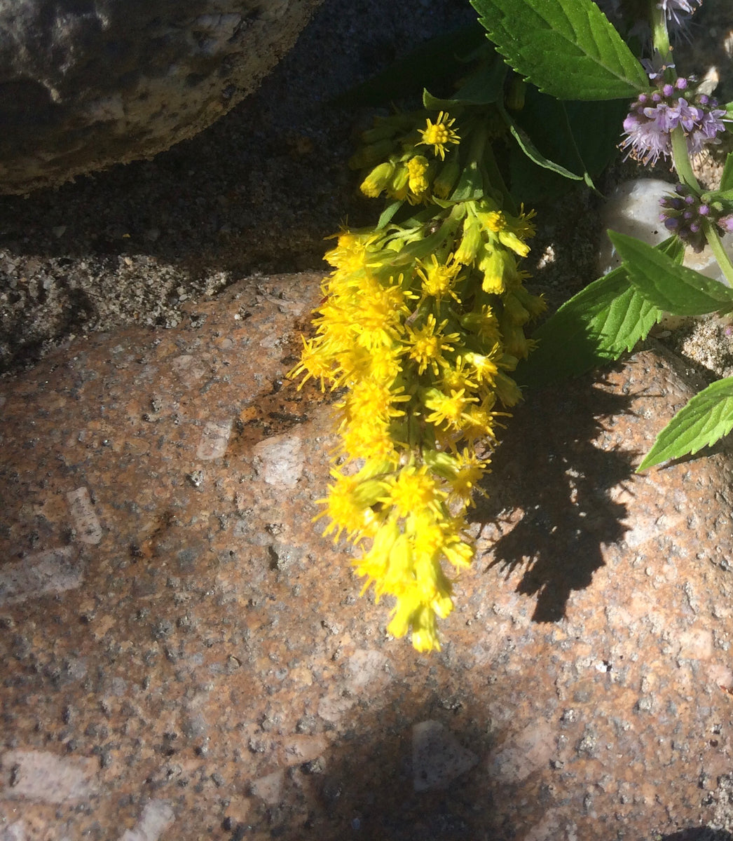 Goldenrod tincture, Soldago canadensis herb sustainable USA grown ...