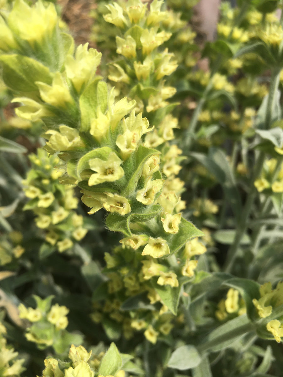 Greek Mountain Tea dried herb, sustainable USA grown Ironwort, Siderit ...