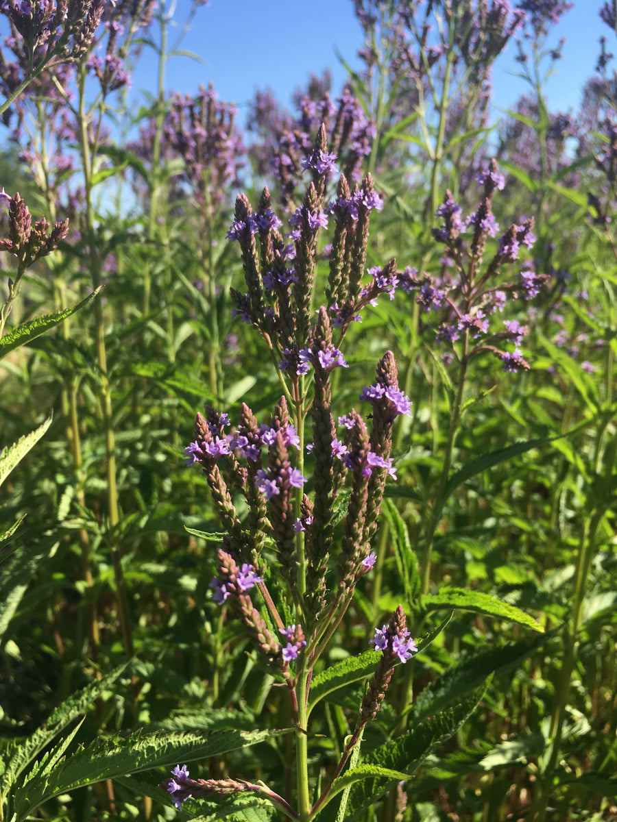 Blue Vervain, dried Verbena hastata organic herb - Reverie Farm ...