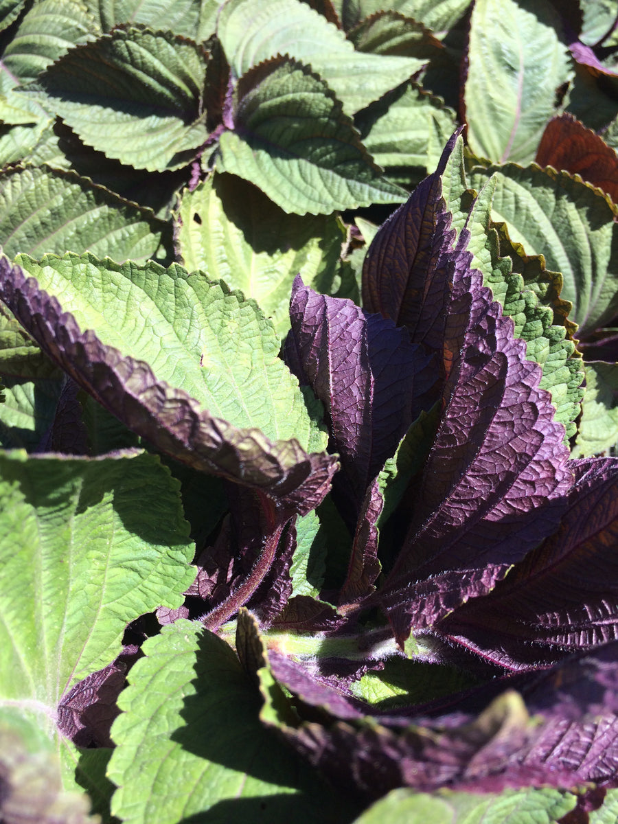 Shiso Zisu herb, dried Perilla fructescens sustainable USA grown ...