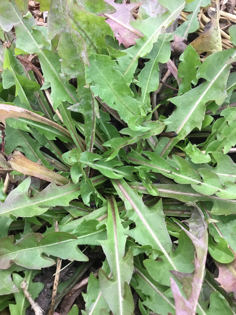 Dandelion root dried, Taraxacum officinale root sustainable USA grown ...