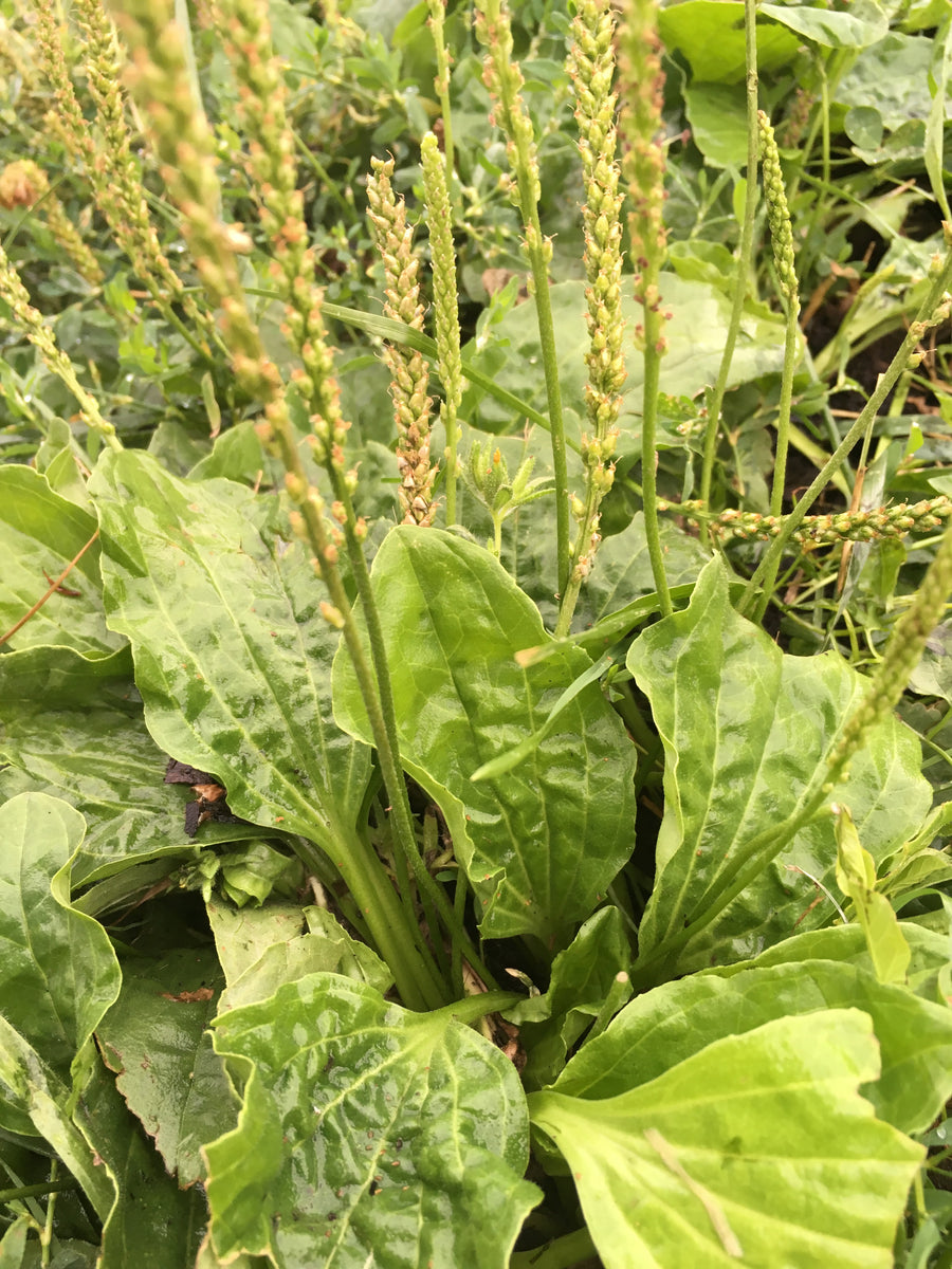Plantain Tincture, Plantago lanceolata leaf extract sustainable USA gr ...